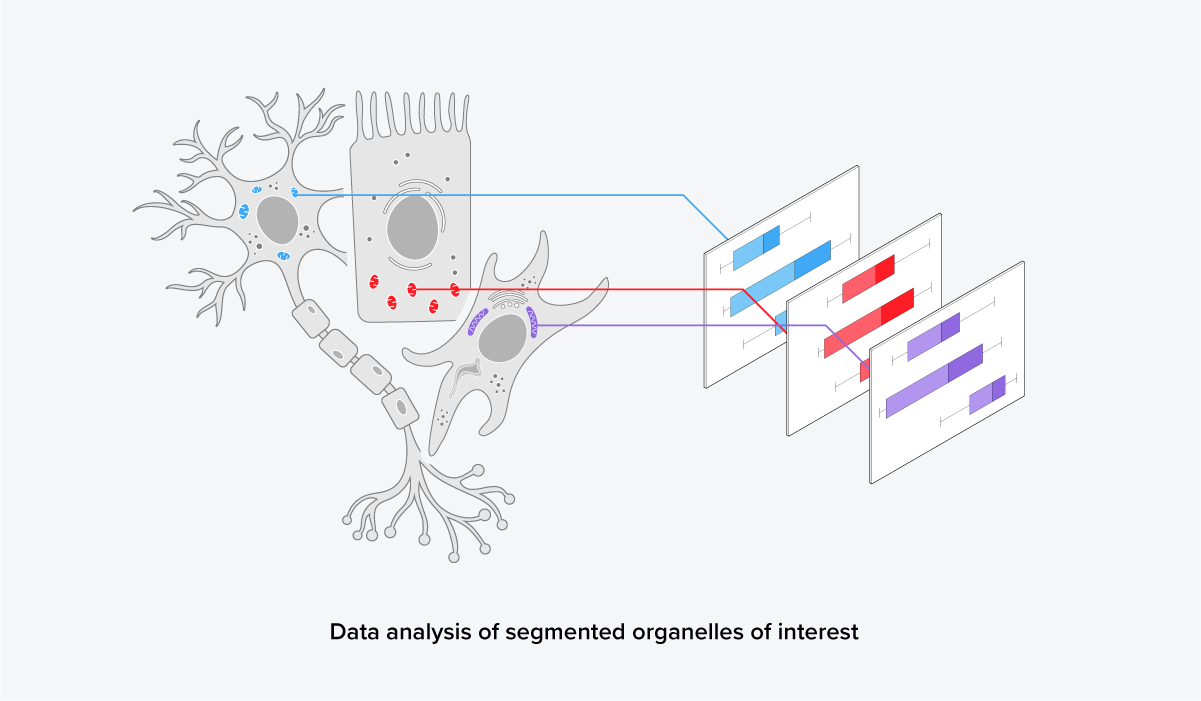 Volume Electron Microscopy: Towards Automatic Organelle Segmentation